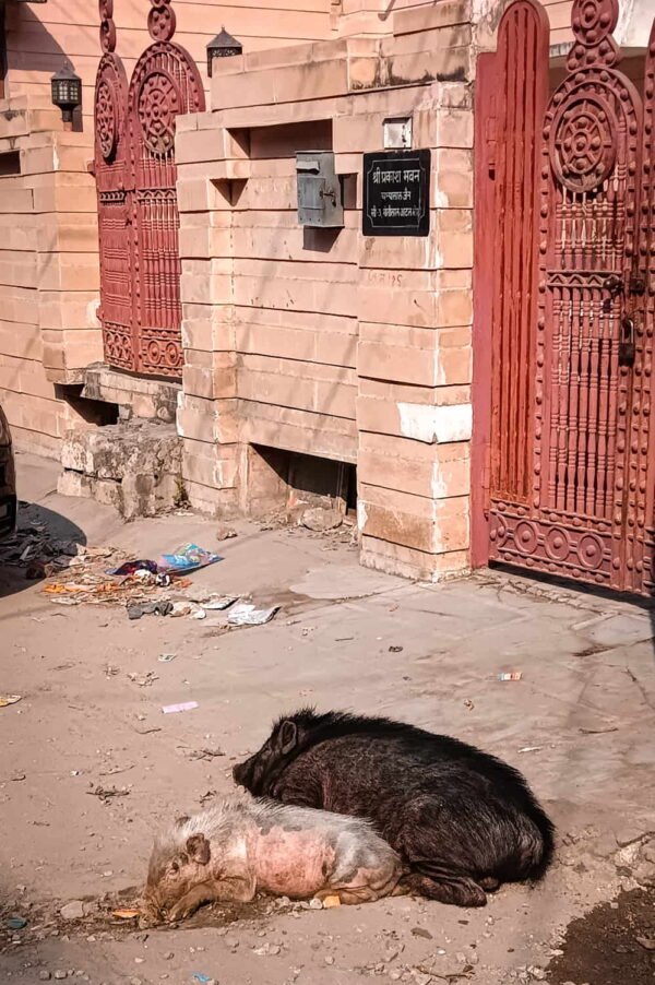 17 Curiosidades da Índia, o País Mais Difícil de Viajar