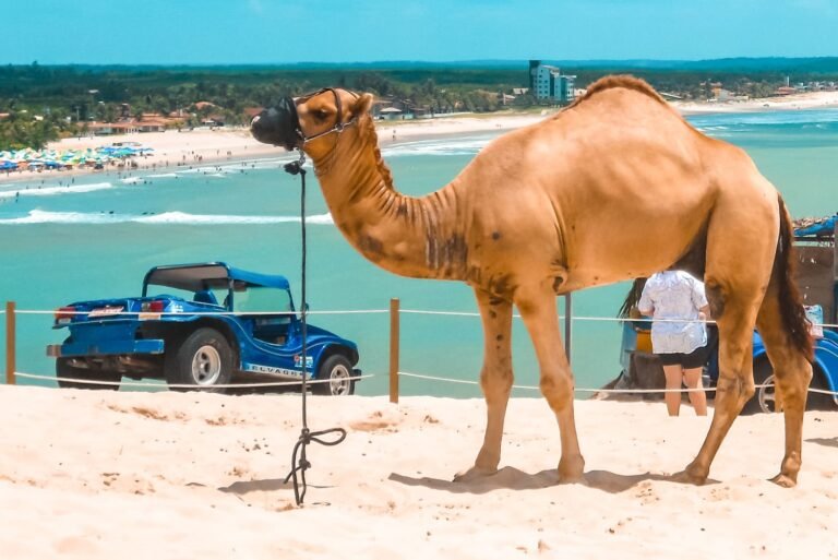 Praias do Rio Grande do Norte: Descubra as 13 Melhores!